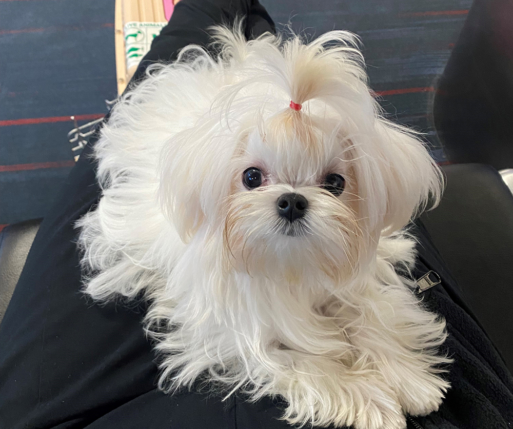 Breeding Sires and Dams | Petite Paws Maltese North Carolina